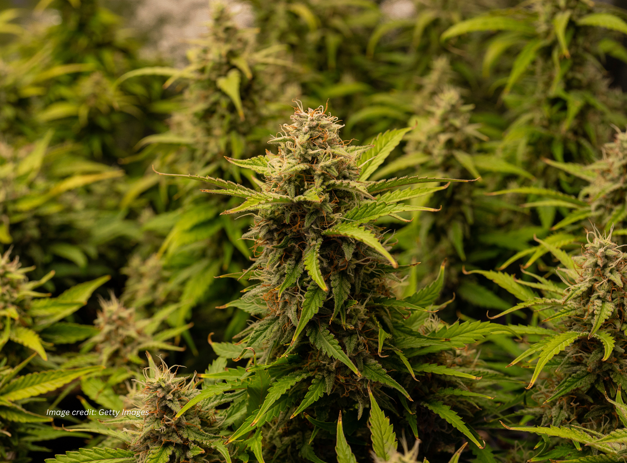 The Federal Weed Rescheduling Blockade is Officially Dead – Whatever Buzz
